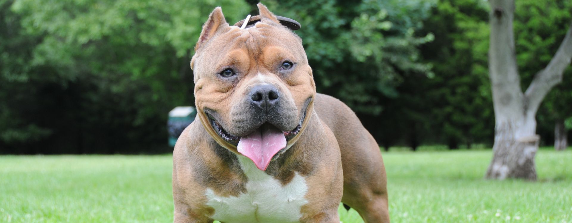 BVA Raises Concerns About Issues the XL Bully Ban Could Bring - Animal ...