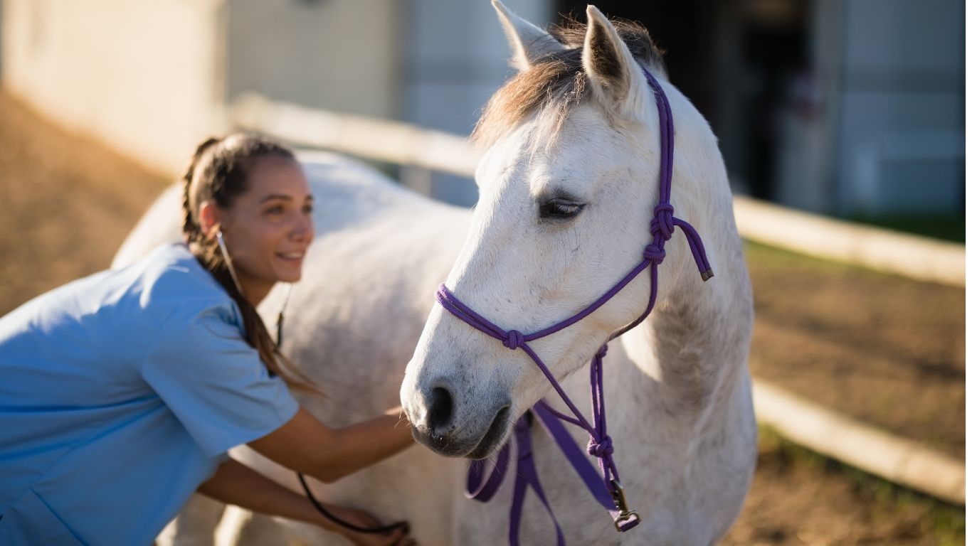 Empowering Equine Vet Support Staff: Merck's LegUp Program - Animal ...
